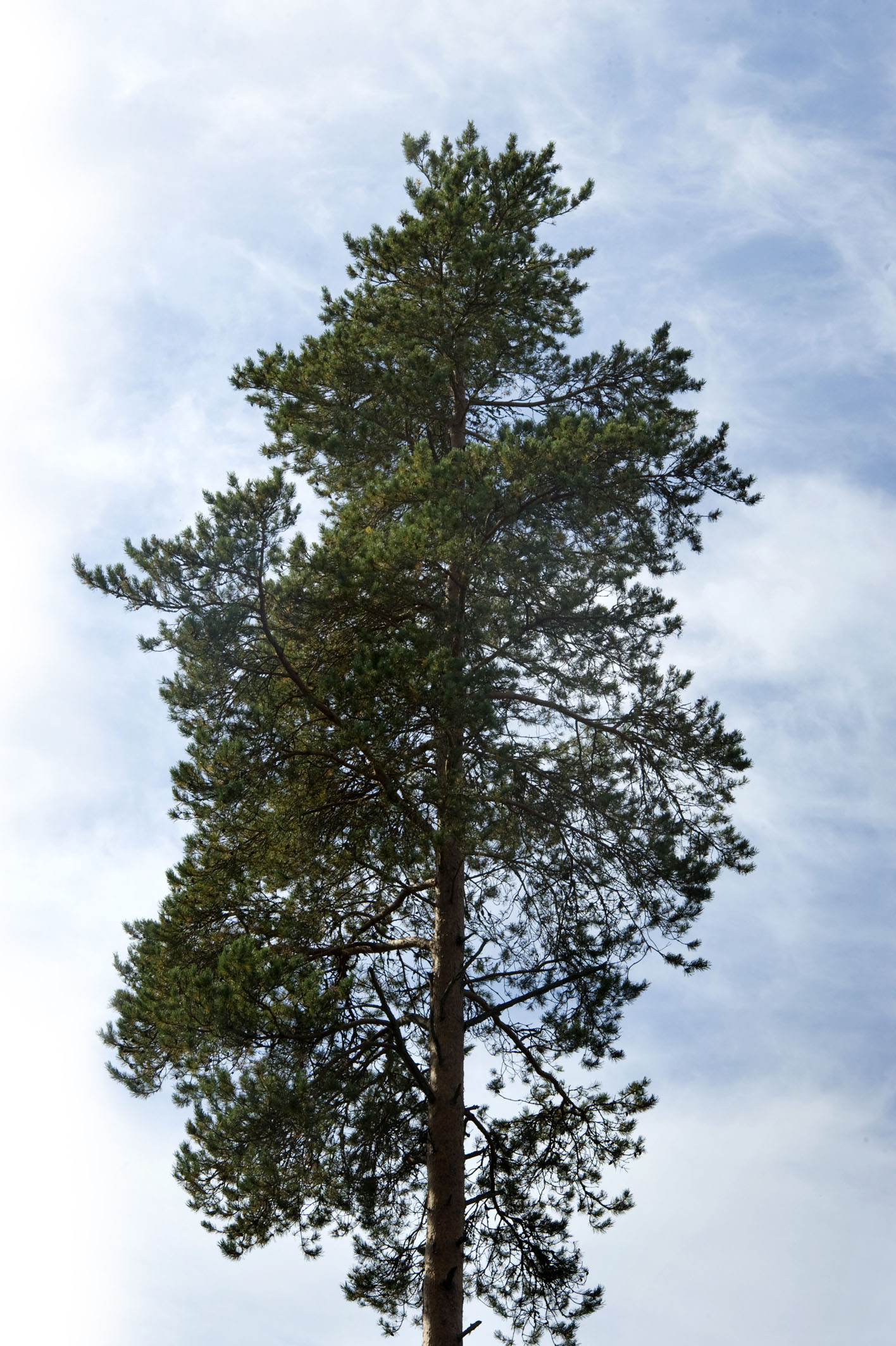 Environment an increasingly important factor in consumers’ purchasing ...